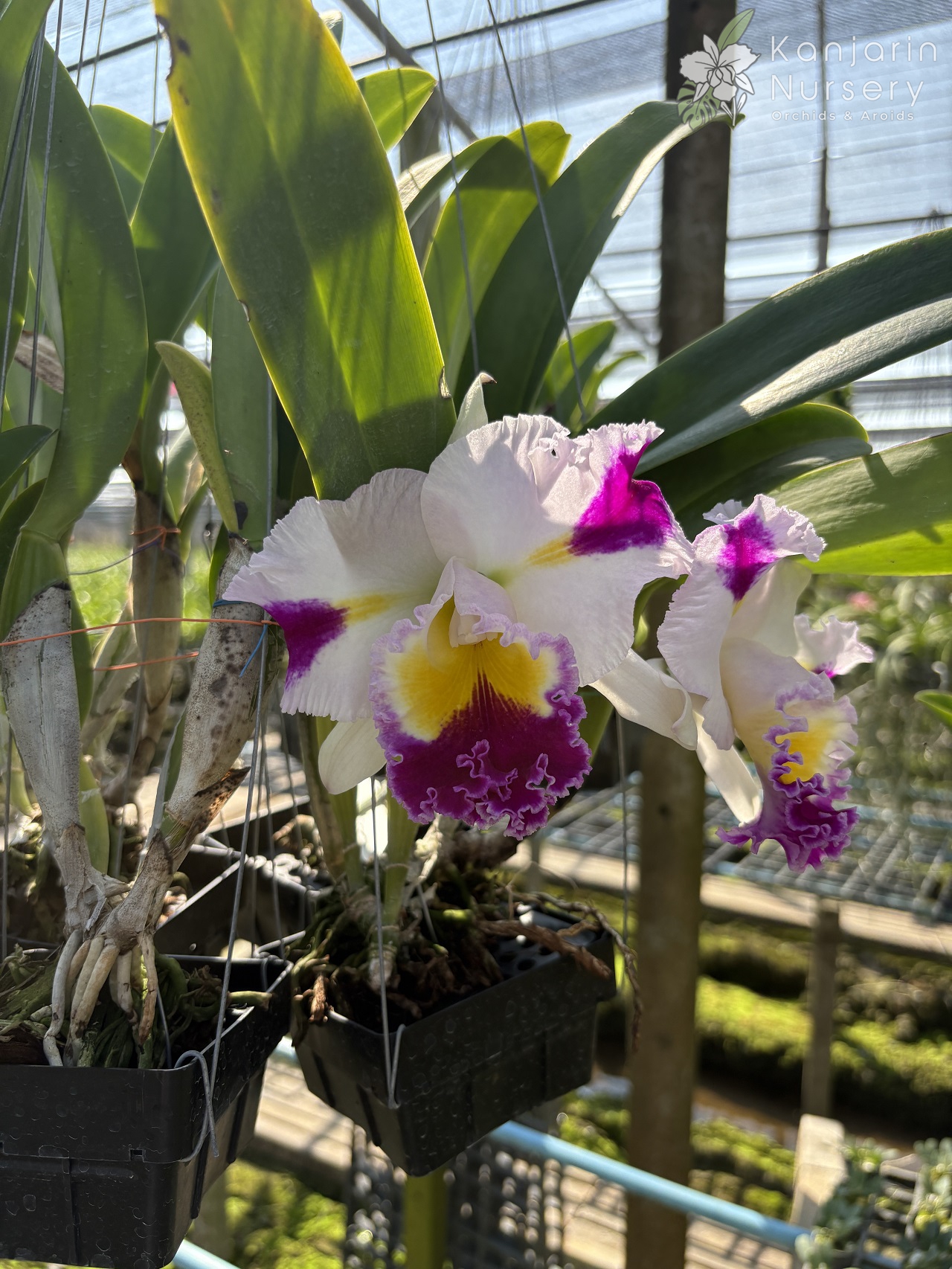 Catalog | Kanjarin Nursery: Premium Tropical Orchids Worldwide
