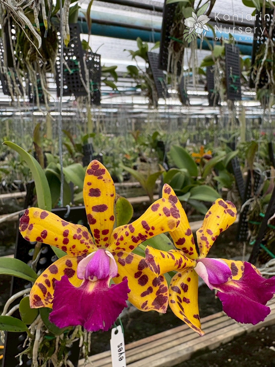 Catalog | Kanjarin Nursery: Premium Tropical Orchids Worldwide