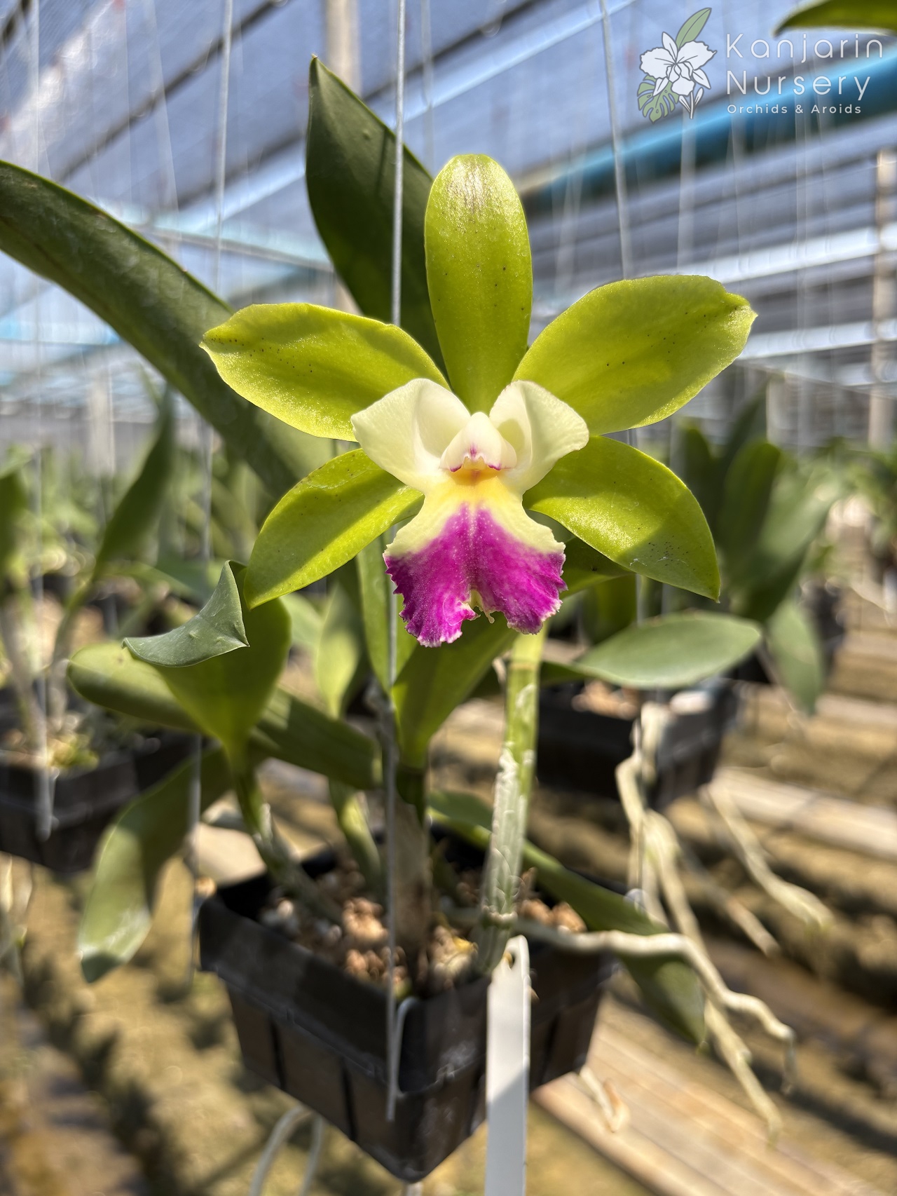 Catalog | Kanjarin Nursery: Premium Tropical Orchids Worldwide